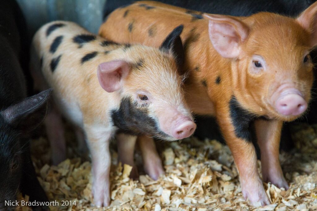 Gallery - Chesterfield Farm